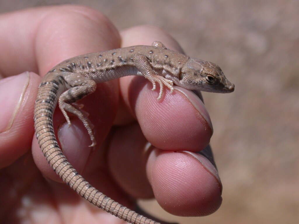 Red-spotted Lizard from Khamlia, Marokko on September 21, 2009 at 01:03 ...