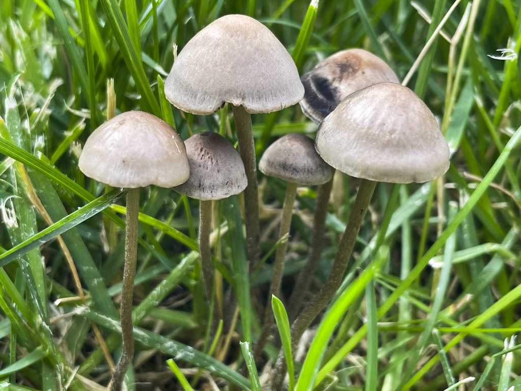 Banded Mottlegill from Congress Park, Denver, CO 80206, USA on July 7 ...
