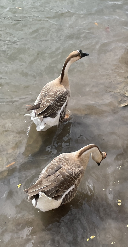 Domestic Swan Goose from Summerwood Lakes Dr, Houston, TX, US on ...