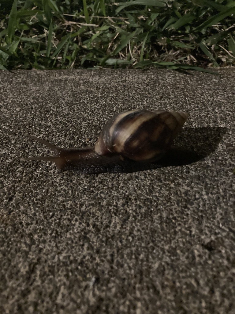 African Giant Snail from Oʻahu, Wahiawa, HI, US on February 7, 2023 at ...