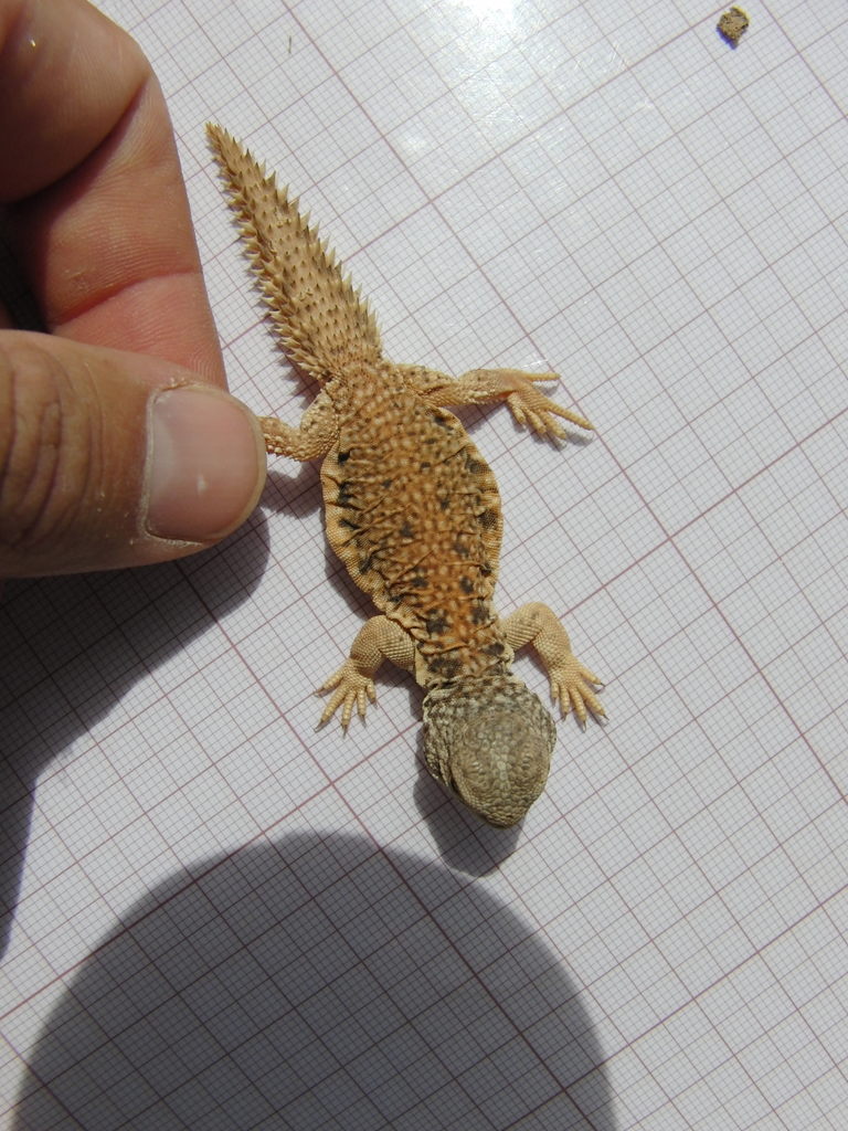 Moroccan Spiny-tailed Lizard from Tata, Marokko on September 28, 2011 ...