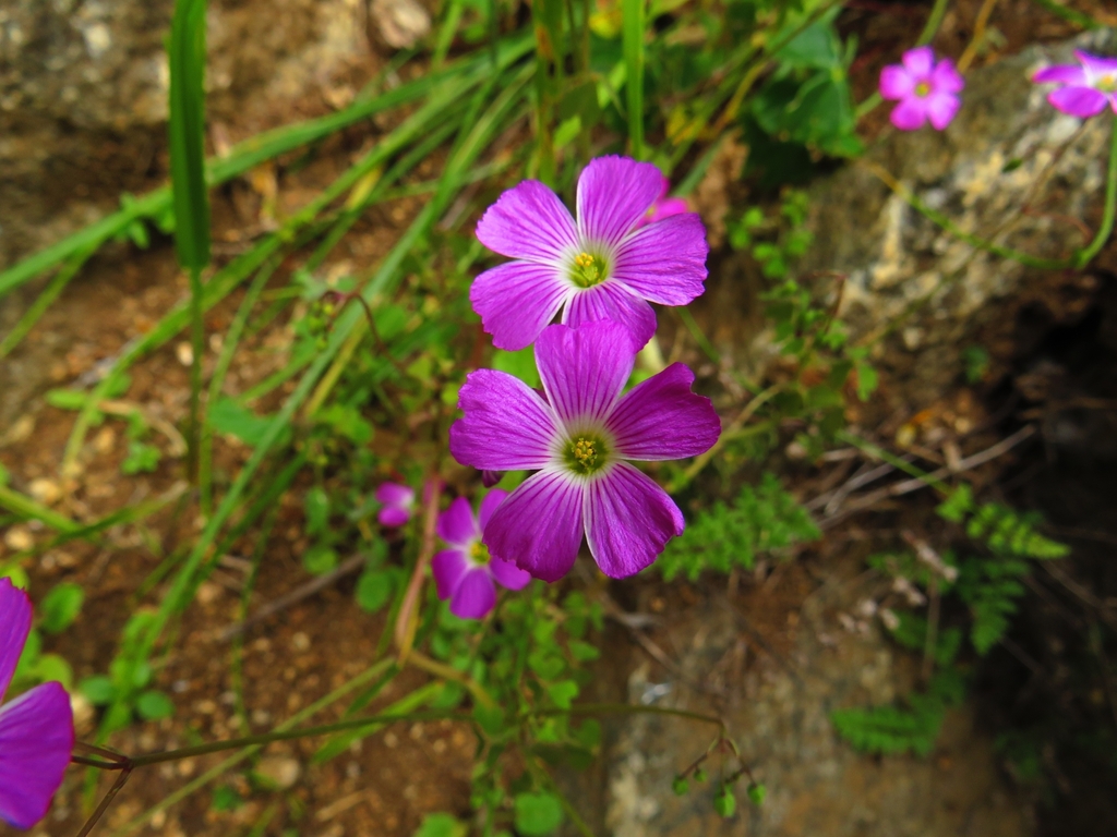 palmate-leaved Oxalis from Quebrada De Cordova on September 27, 2022 at ...