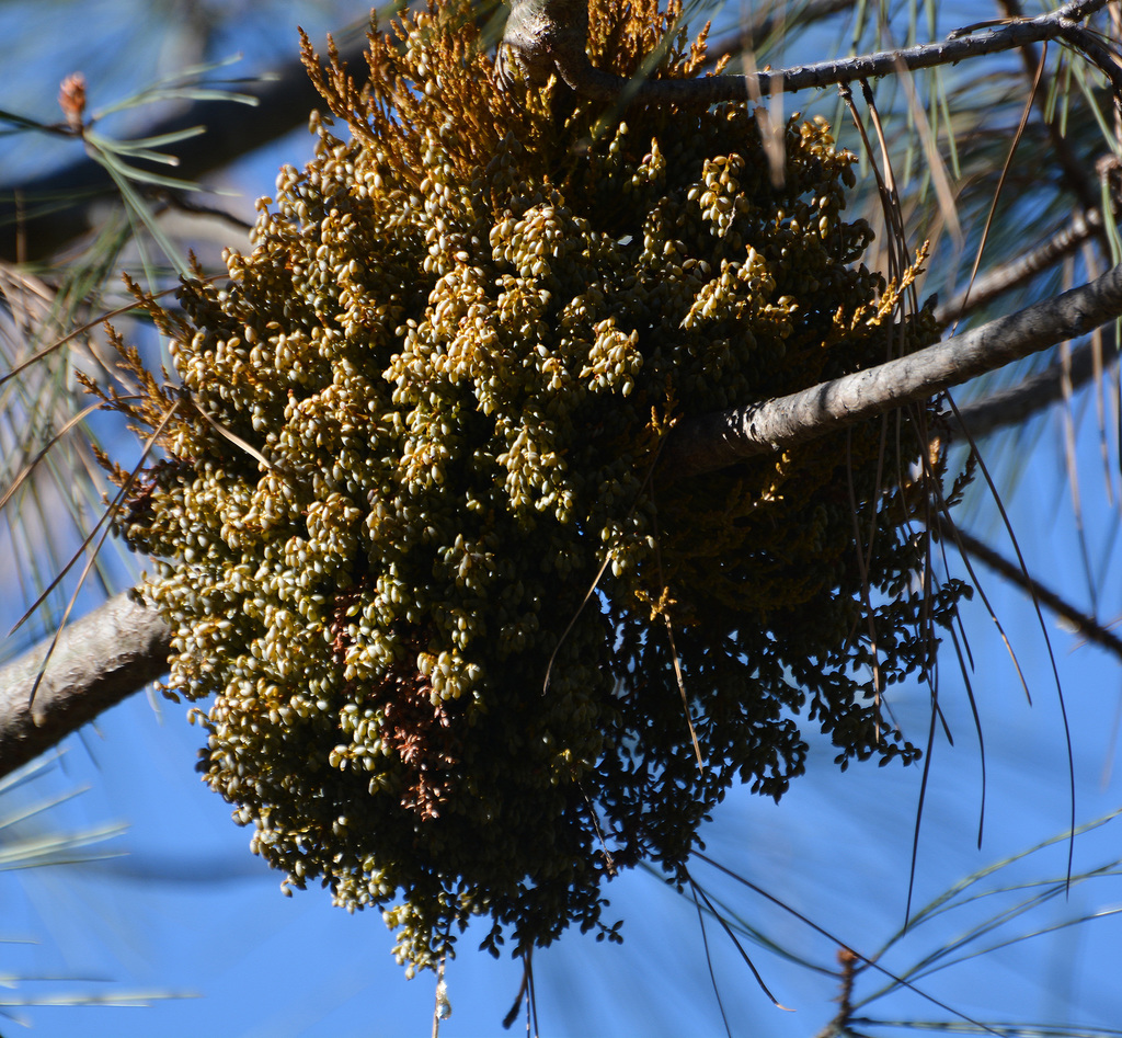 gray pine dwarf-mistletoe from Mt. Diablo State Park: Trail through ...