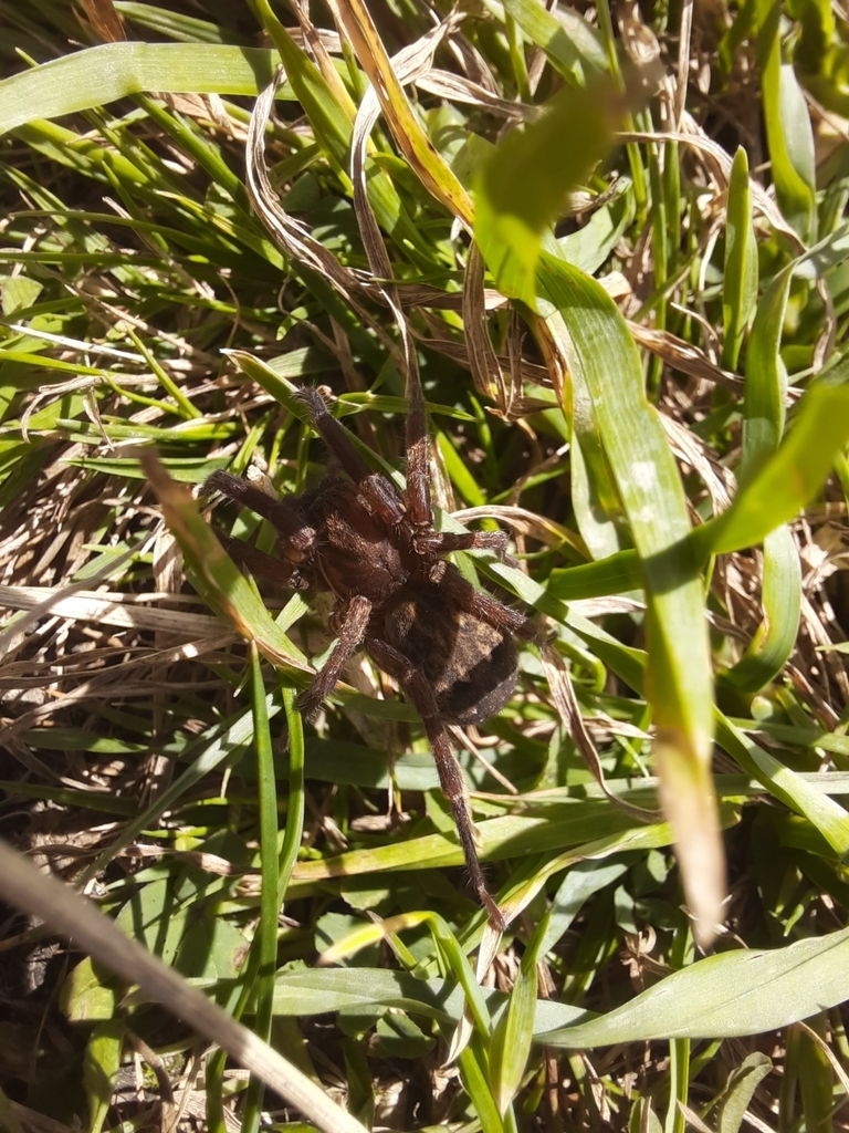 Vagrant Spiders from Wellington 6035, New Zealand on February 08, 2023 ...
