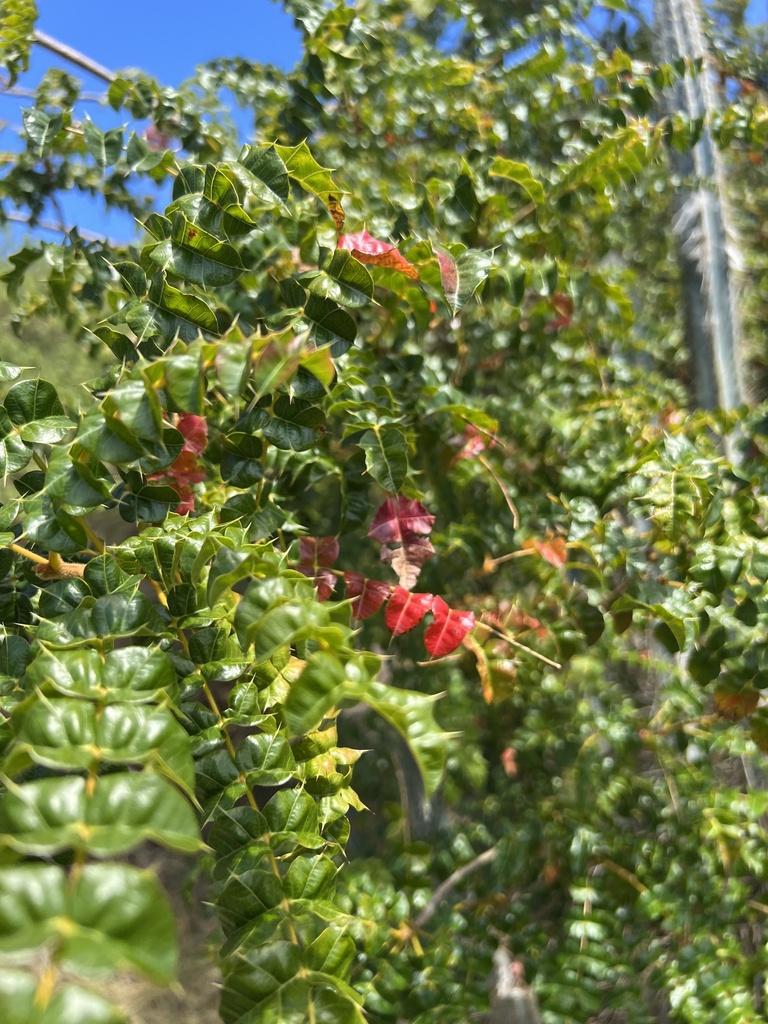 Poison Ash from Buck Island Reef National Monument, Christiansted ...