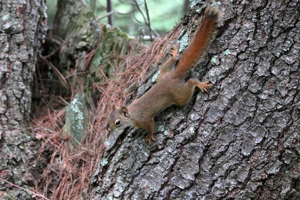 American Red Squirrel from Treehaven, WI, USA on August 06, 2022 at 10: ...