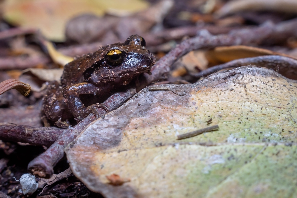 Cantillana Spiny-chest Frog in January 2023 by Matías Faúndez · iNaturalist