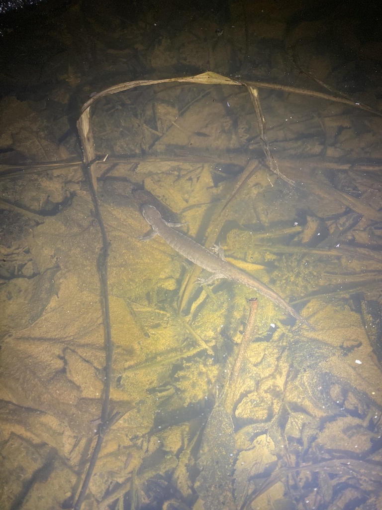 Small-mouthed Salamander from Utica, KY, US on February 08, 2023 at 09: ...