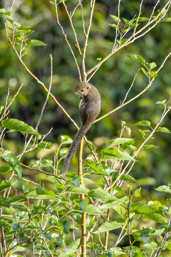 Sculptor Squirrel (Glyphotes simus) · iNaturalist