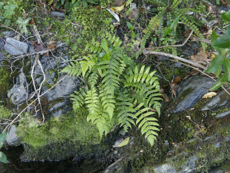 Lime Fern from Glentui, New Zealand on February 5, 2023 at 07:20 PM by ...