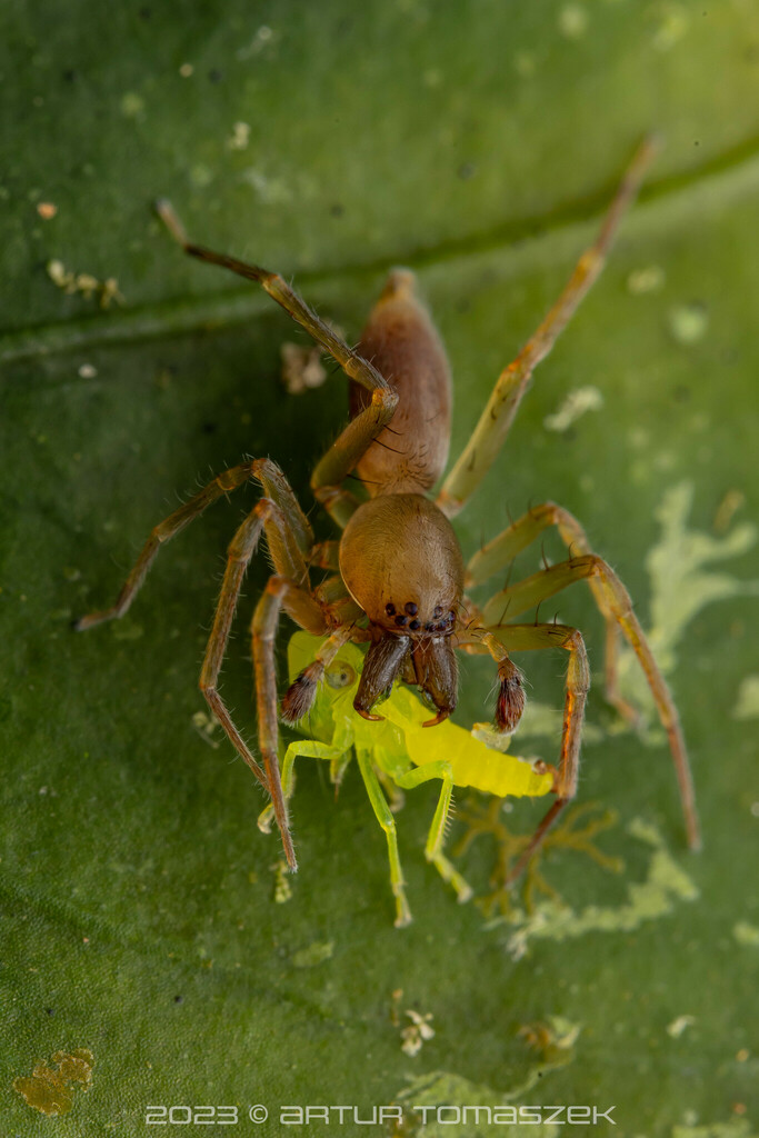 Leafcurling Sac Spiders in February 2023 by Artur Tomaszek · iNaturalist