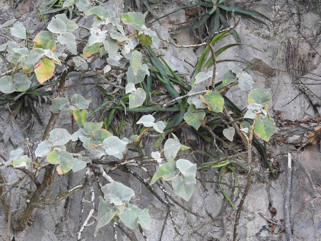 Agave colimana from Cabo Corrientes, Jalisco, Mexico on January 17 ...