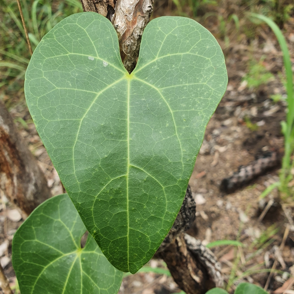 Snake Vine from Livingstone NT 0822, Australia on February 09, 2023 at ...
