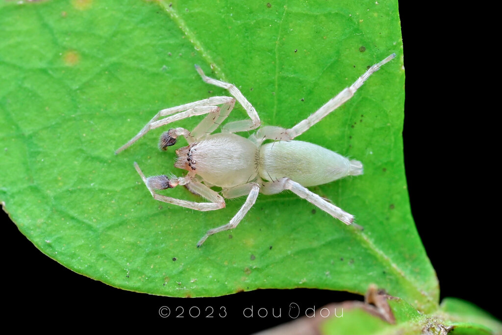 Sac Spiders from 中国海南省昌江黎族自治县保梅岭 on January 14, 2023 at 10:51 PM by 豆豆 ...