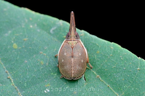 Choutagus longicephalus · iNaturalist
