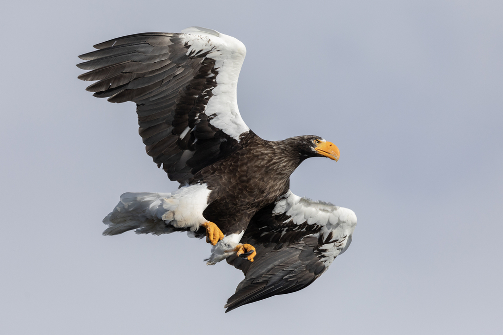 Steller's Sea-Eagle in January 2023 by Chris Burney · iNaturalist