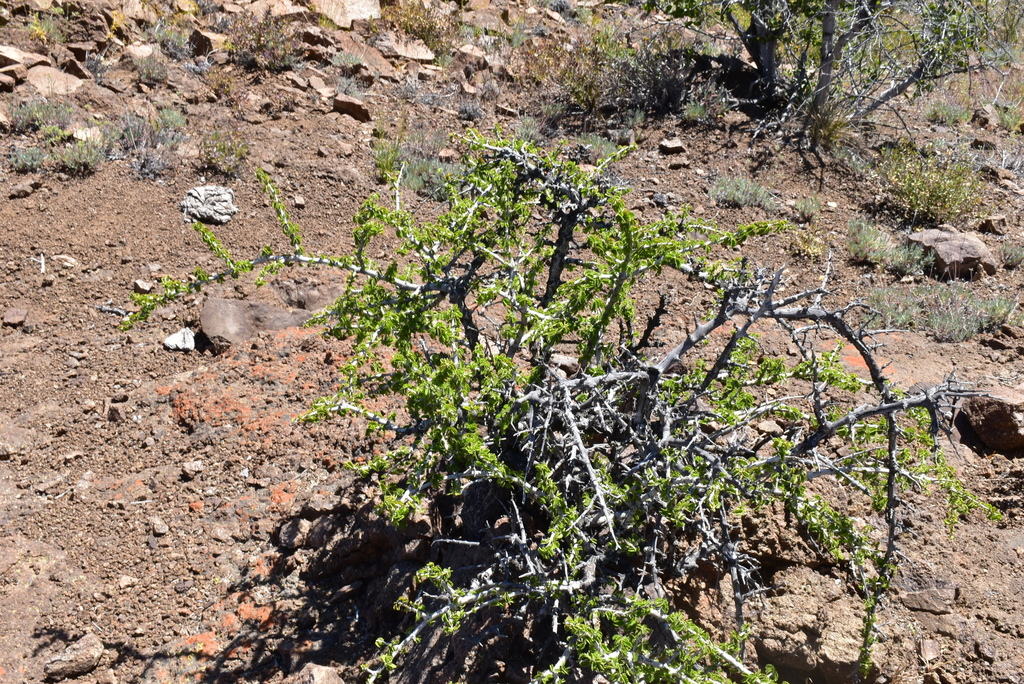 Chilean guayacan from San Felipe de Aconcagua, Valparaíso, Chile on ...