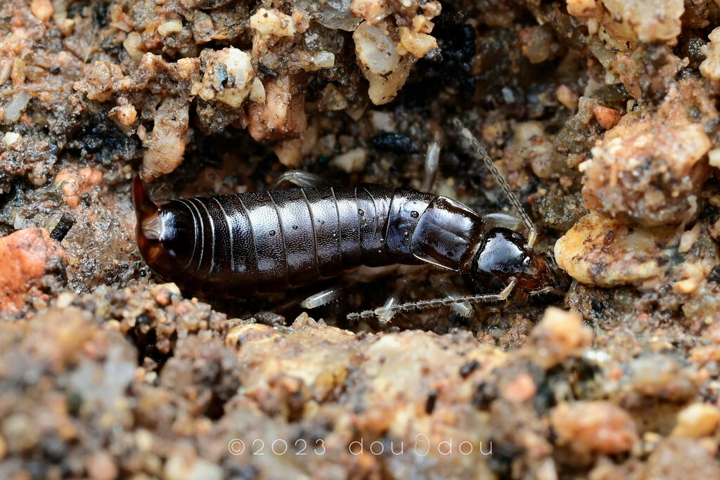 Anisolabididae from 中国海南省昌江黎族自治县保梅岭 on January 14, 2023 at 07:21 PM by ...