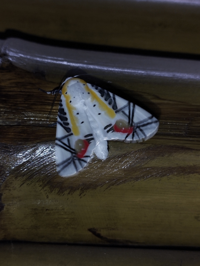 Picasso Moth from Nainital on June 19, 2022 at 11:12 PM by Mrunali Raut ...