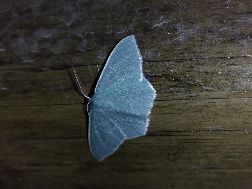Emerald Moths from Nainital on June 19, 2022 at 11:20 PM by Mrunali ...