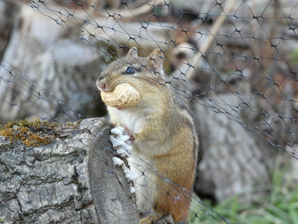 Eastern Chipmunk from PA-157, Oil City, PA, US on February 08, 2023 at ...