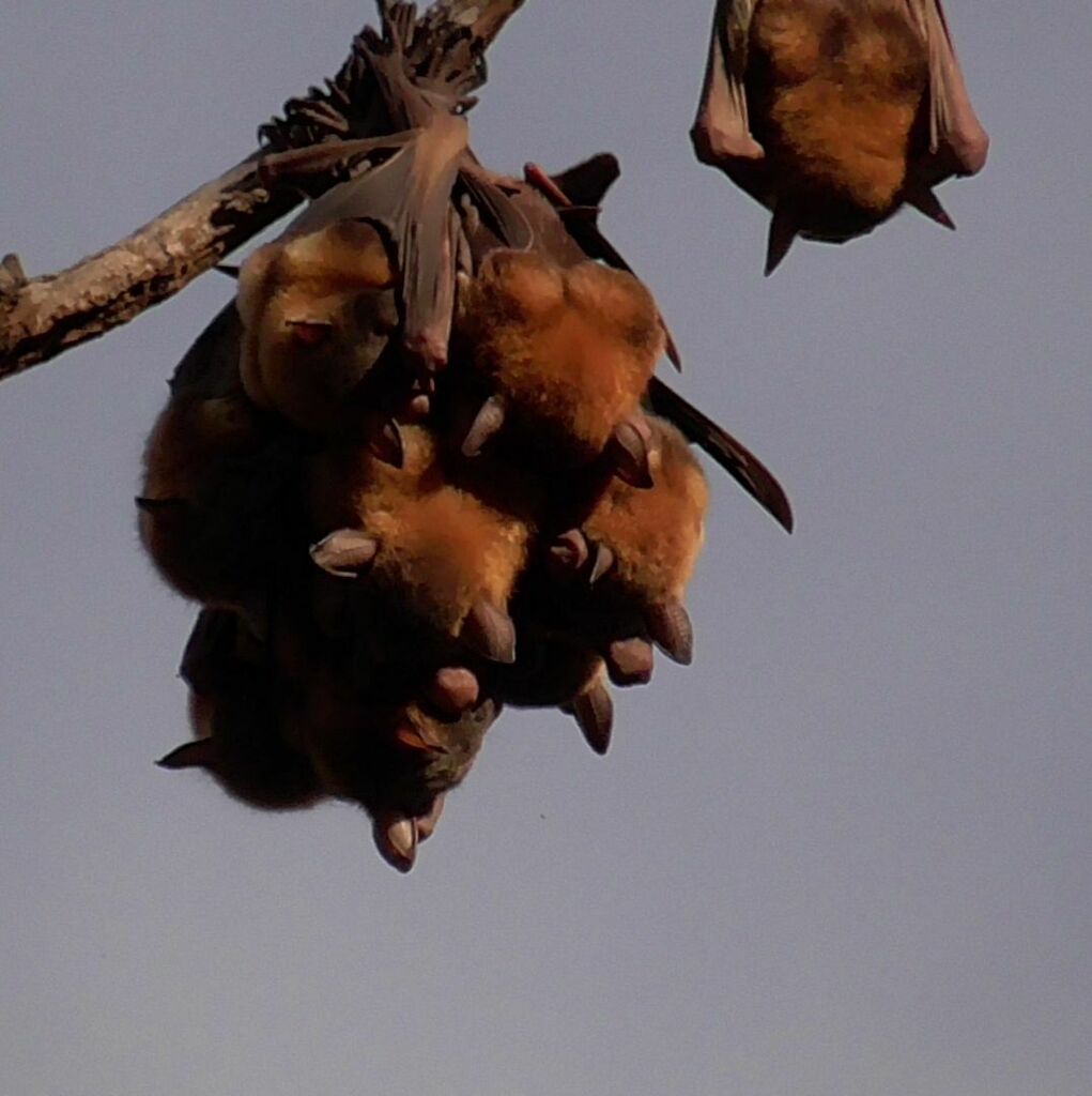 Little Red Flying Fox from Watsonville QLD 4887, Australia on February ...