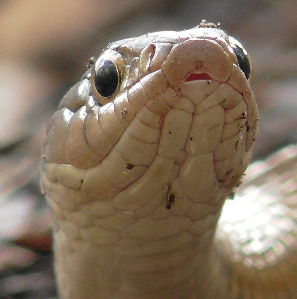 Common keelback from Watsonville QLD 4887, Australia on November 27 ...