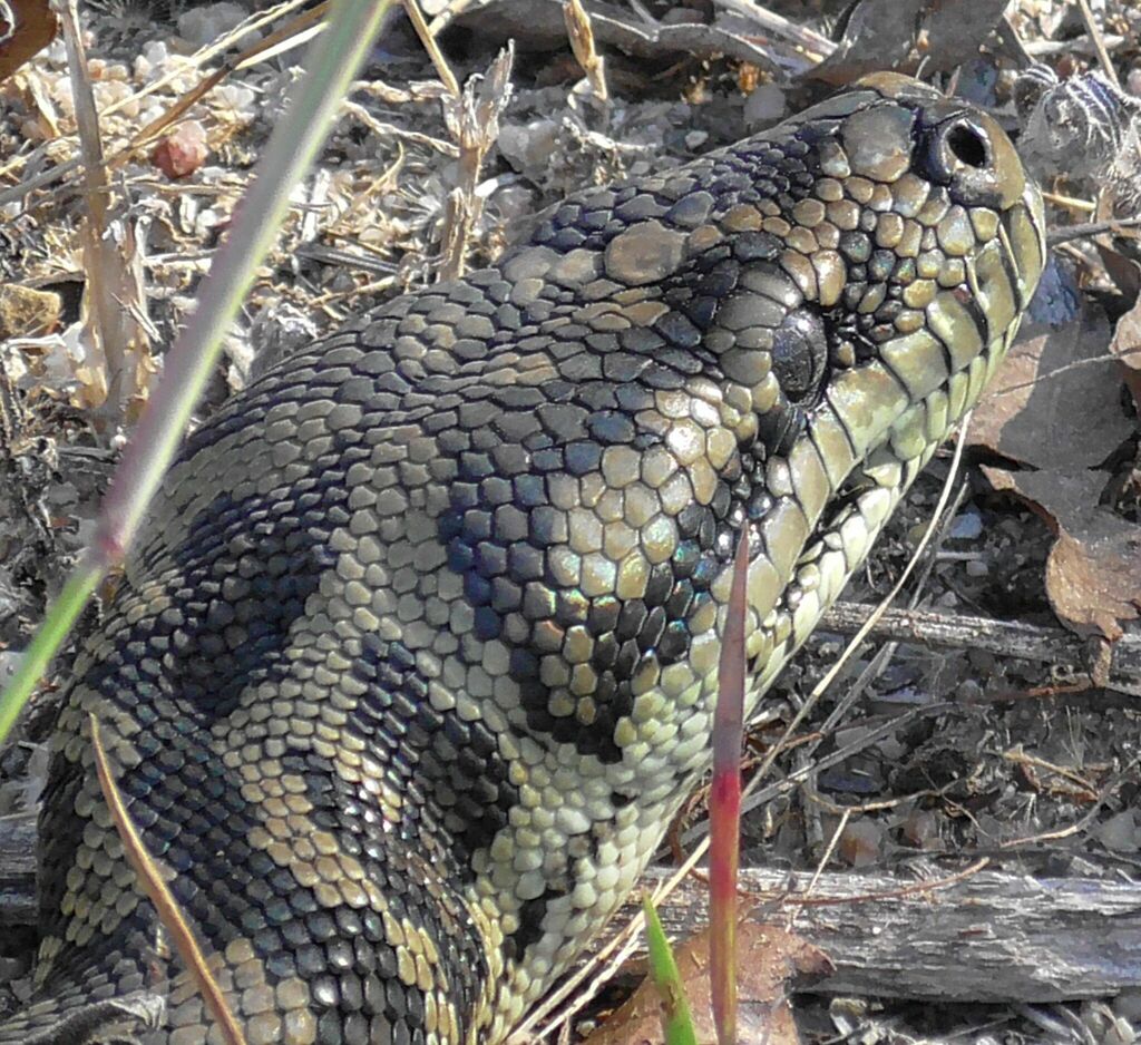 Carpet Python from Watsonville QLD 4887, Australia on August 4, 2022 at ...