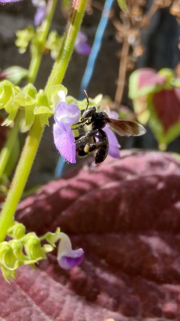 Black Slender-Stingless bee from Heroes de La Patria, Puerto Vallarta, Jal., México on February ...