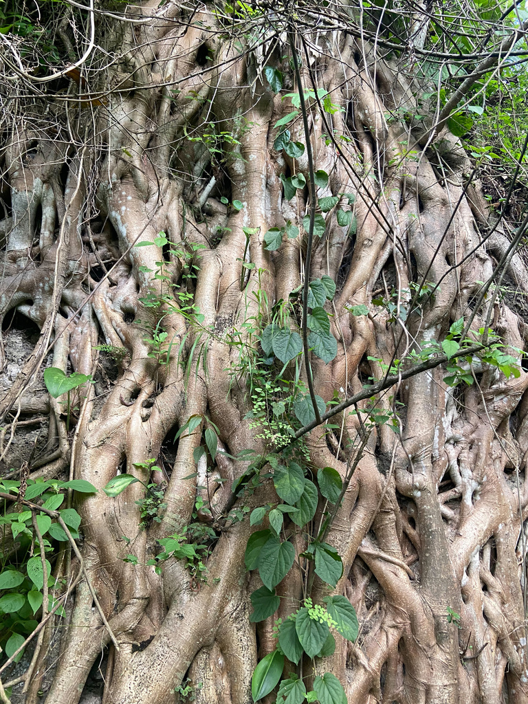 Ficus jacobii from Rumi Wilco Ecolodge on January 24, 2023 at 05:57 PM ...