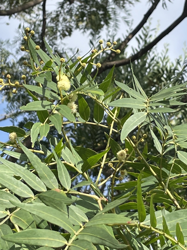 Cedar wattle from Kookaburra Bush Cct, Frankston South, VIC, AU on ...