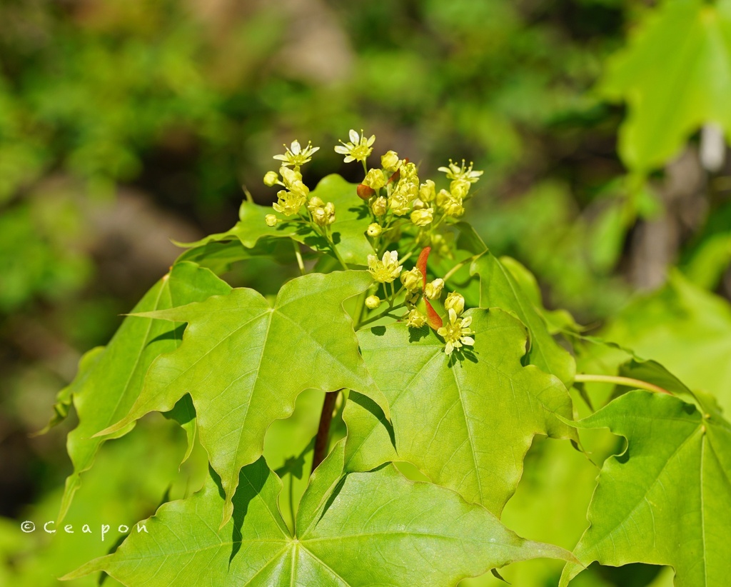 Mono Maple from 牟平区, 烟台市, 山东省, CN on April 23, 2020 at 09:45 AM by ...
