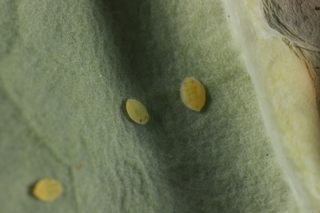 Silverleaf Whitefly from Gainesville, FL, USA on February 09, 2023 at ...