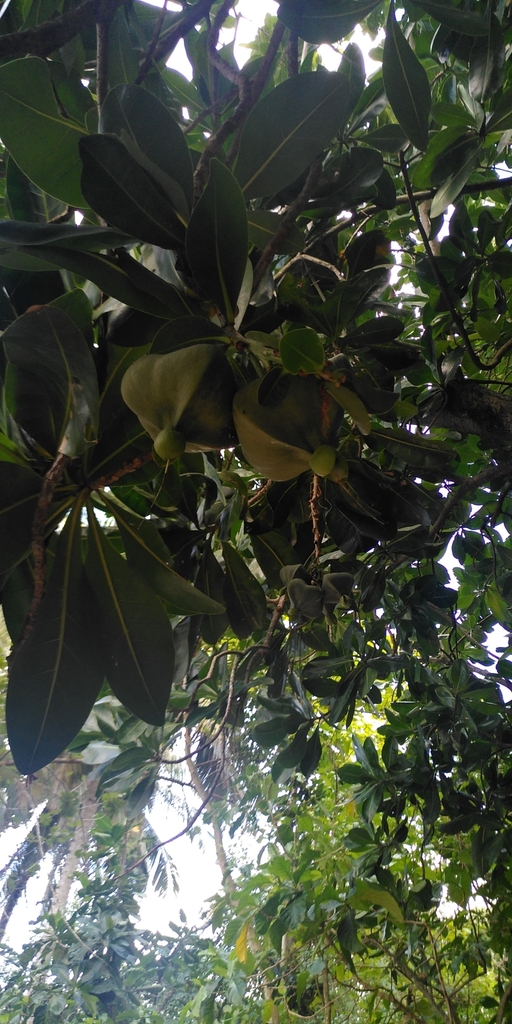 Fish Poison Tree from Rio San Juan, DO-MT, DO on February 09, 2023 at ...