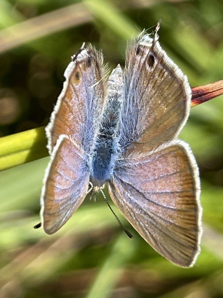 Pea Blue from Maslen Cl, Frankston, VIC, AU on February 11, 2023 at 10: ...