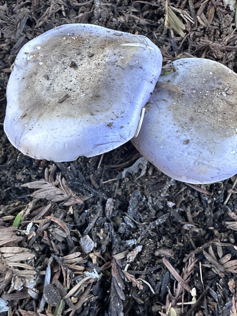 Blewit from Capela Way, Sacramento, CA, US on February 10, 2023 at 11: ...