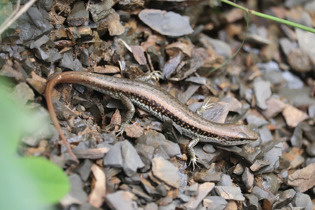 Indian Forest Skink from 95MH+Q9, Koide Makha, Manipur 795007, India on ...
