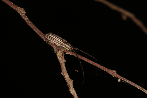 (Unelcus lineatus)