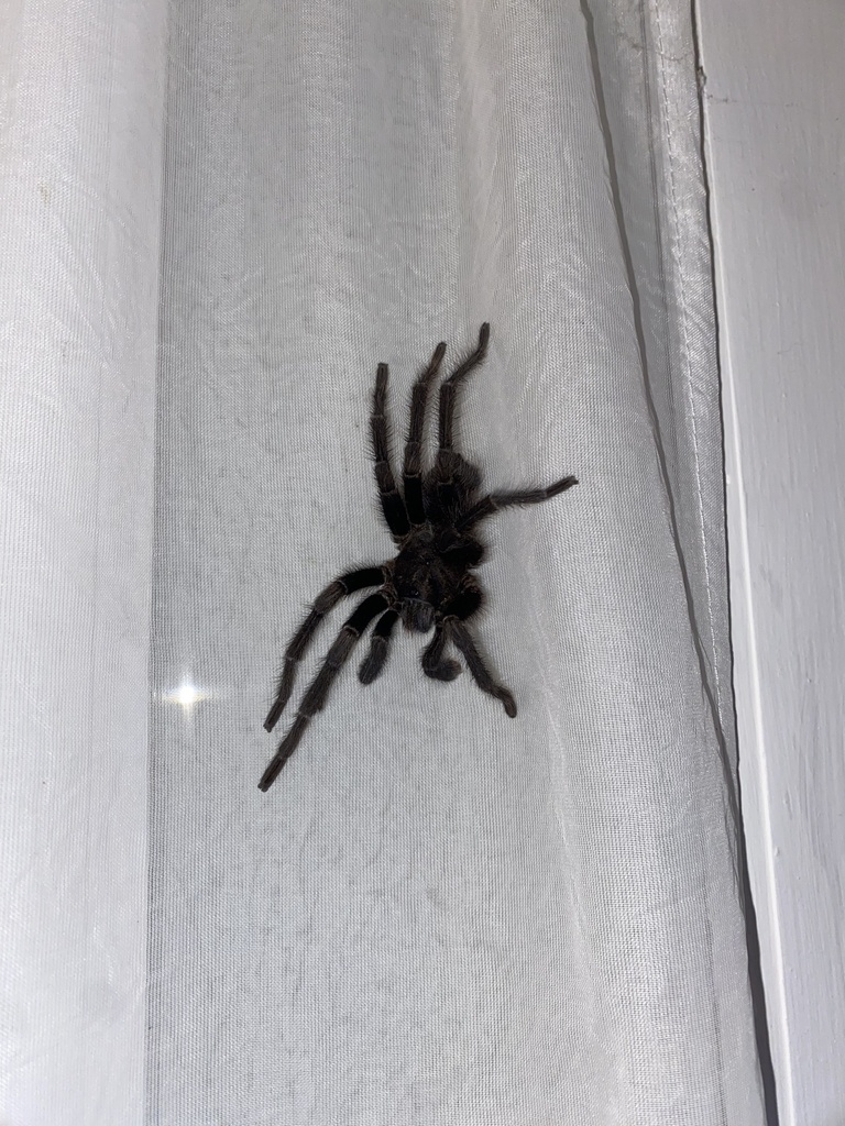 Costa Rican Striped-knee Tarantula from San Jose, San Jose, CR on ...