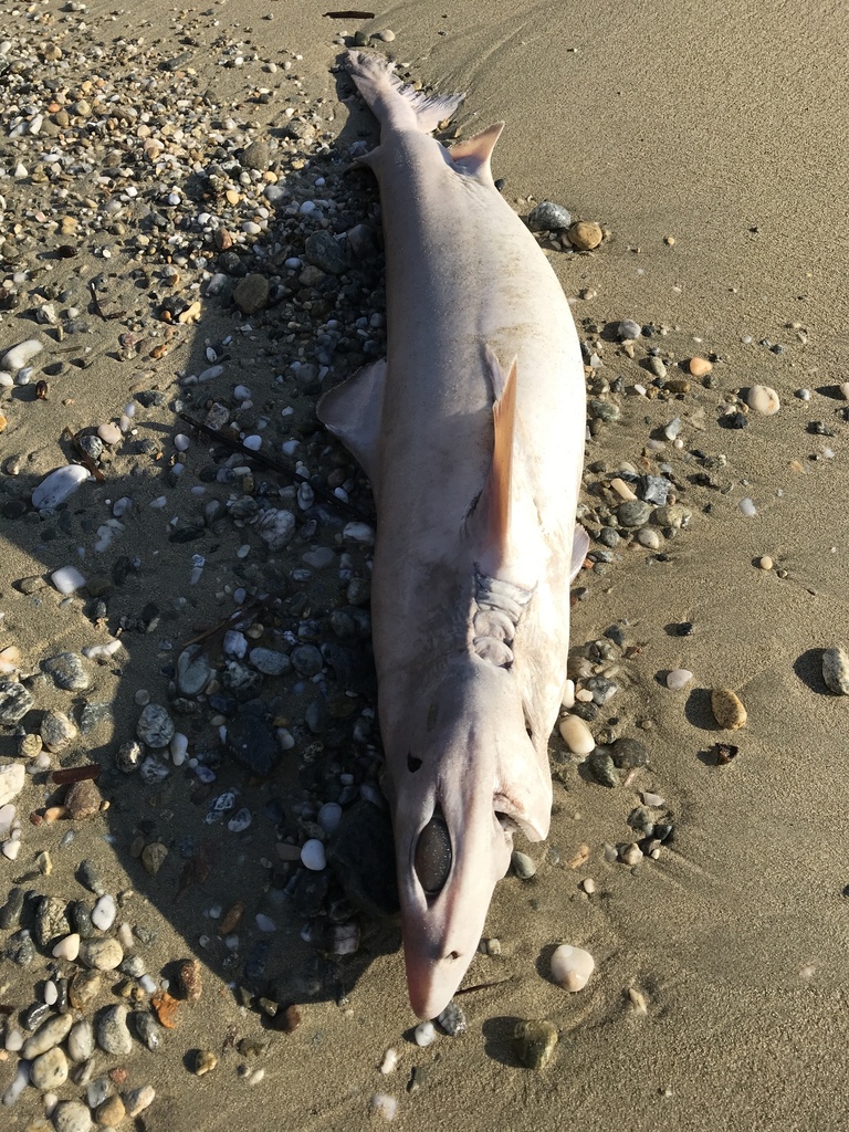 Little Gulper Shark in February 2023 by nineke · iNaturalist