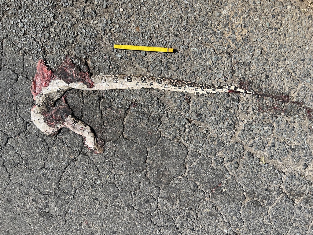 Mazacuata desde Calle Coris, Cartago, Cartago, CR el 11 de febrero de ...