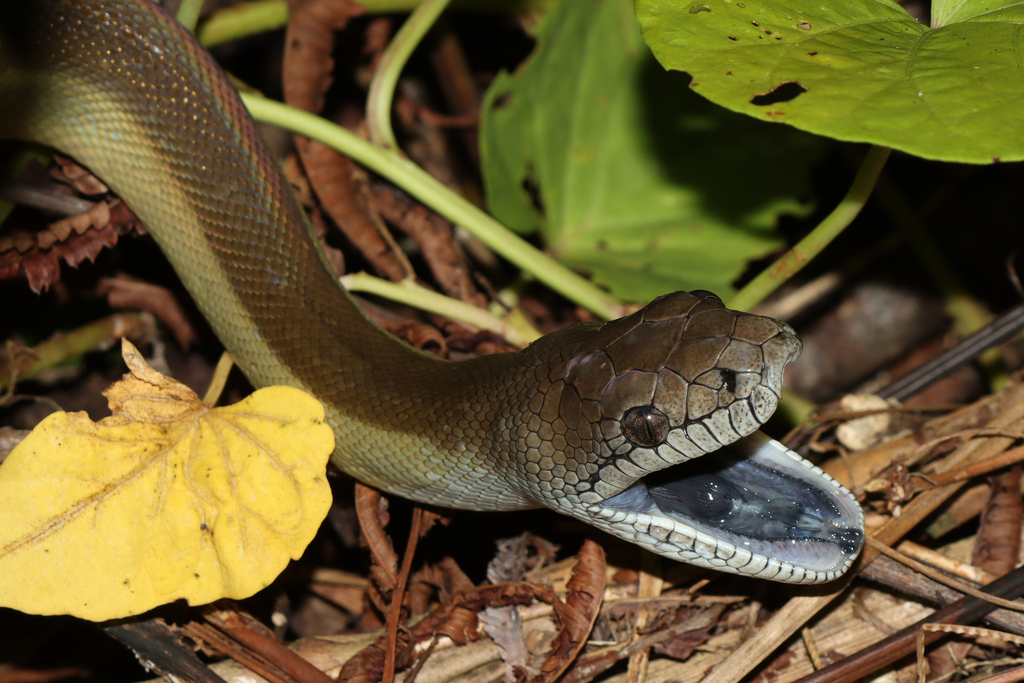 Irian Python from Saporkren village on November 25, 2022 by Martin ...