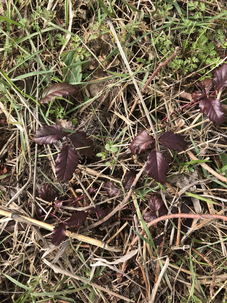 southern dewberry from White Rock Lake, Dallas, TX, US on February 11 ...