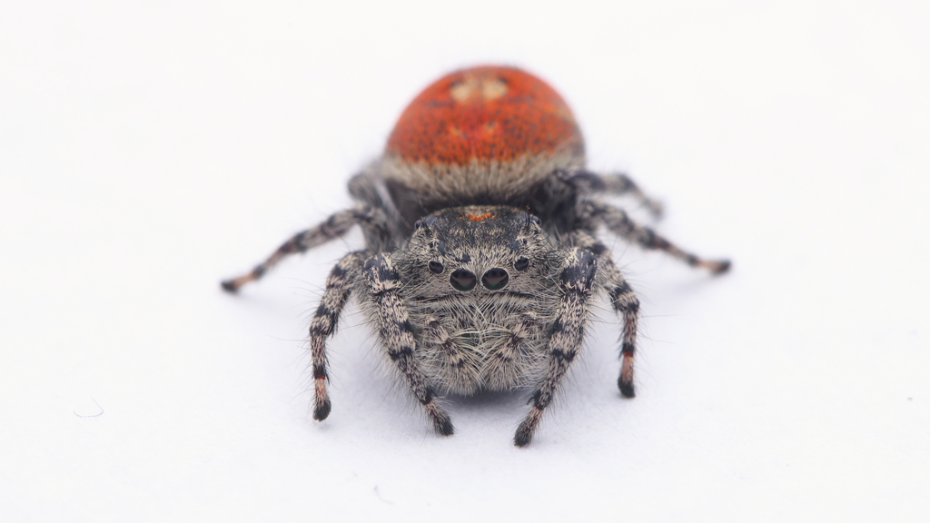 Phidippus adumbratus from 美国加利福尼亚洛杉矶 on November 24, 2022 at 08:52 AM ...