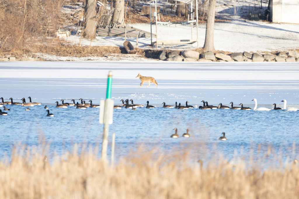 Coyote from Paunack Park, Madison, US-WI, US on February 11, 2023 at 08 ...