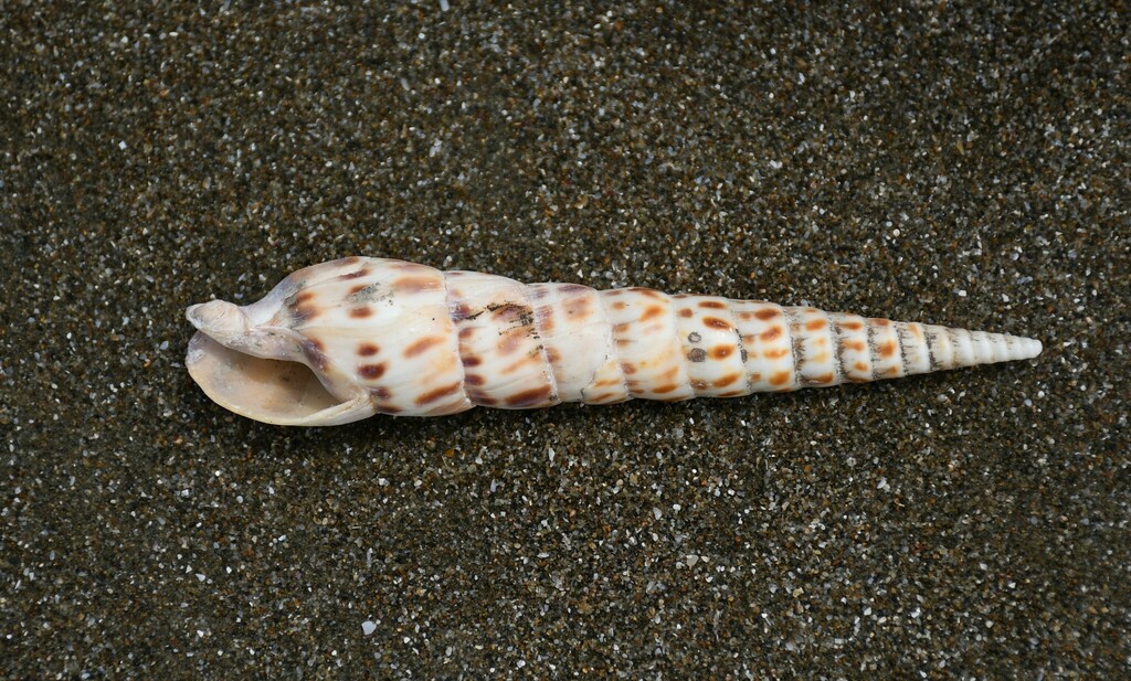 Terebra robusta from Guayaquil, Ecuador on February 04, 2023 at 11:50 ...