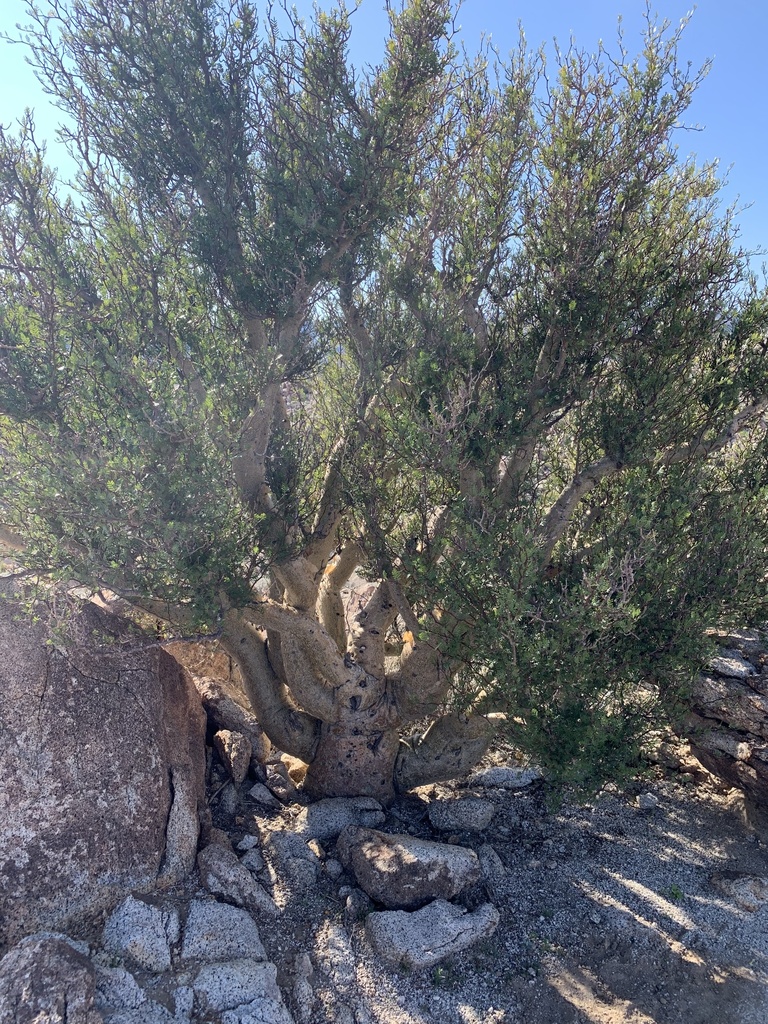 elephant tree in February 2023 by Chris Holcomb · iNaturalist