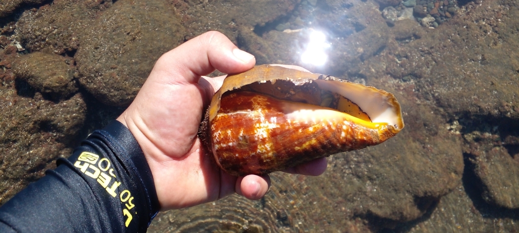 Eastern Pacific Giant Conch from GFFR+VH7, Puntarenas Province ...