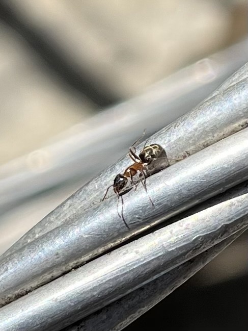 Western Velvety Tree Ant from Solstice Canyon, Malibu, CA, US on ...