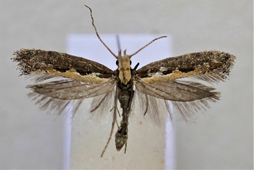 Diamondback Moth (Micro-Moths of New Zealand's Kauri Kingdom ...